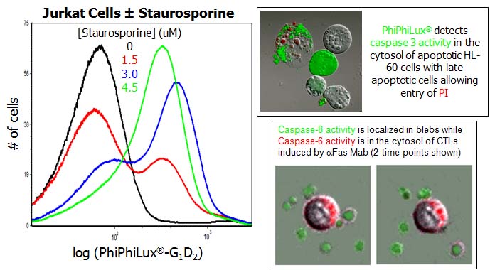 Apoptosis Assays & Reagents