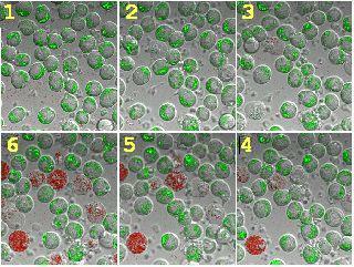 Apoptosis of T-cells